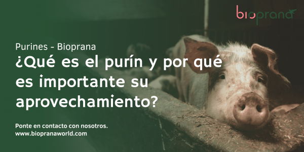 ¿Qué es el purín y por qué es importante su aprovechamiento?